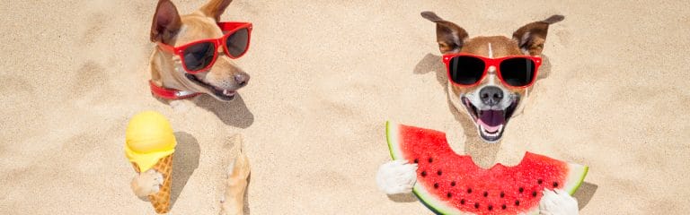 WoofBeach Aurora IL | Dog Grooming | Dog Training | Call 630-686-8050